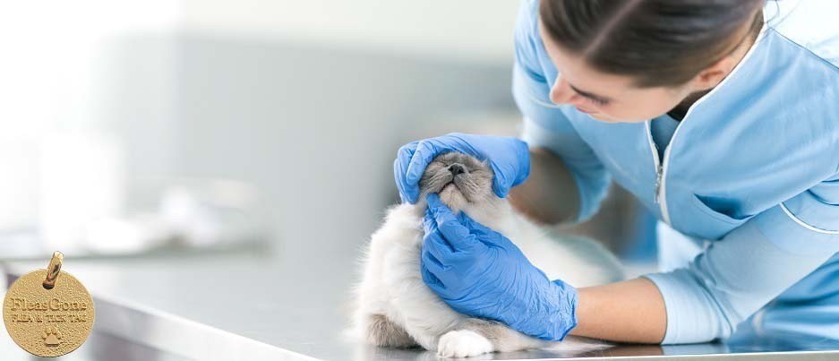 FleasGone Flea & Tick Tag Prevention for Cats and Dogs. Guaranteed to ...