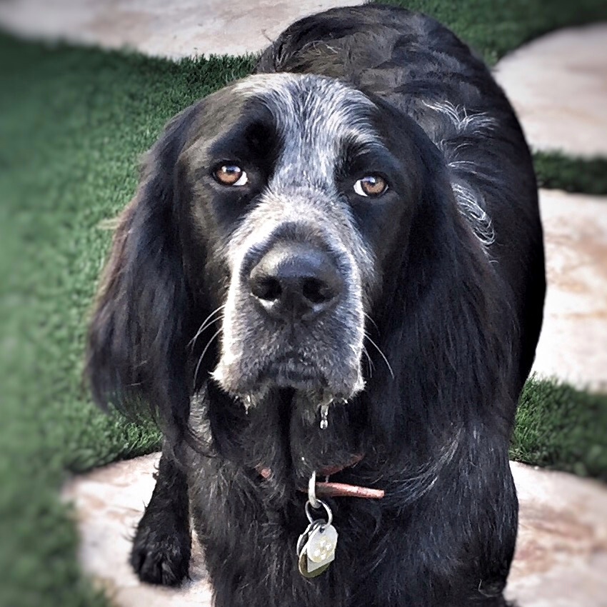 FleasGone Tag Reviews from pet owners around the world.